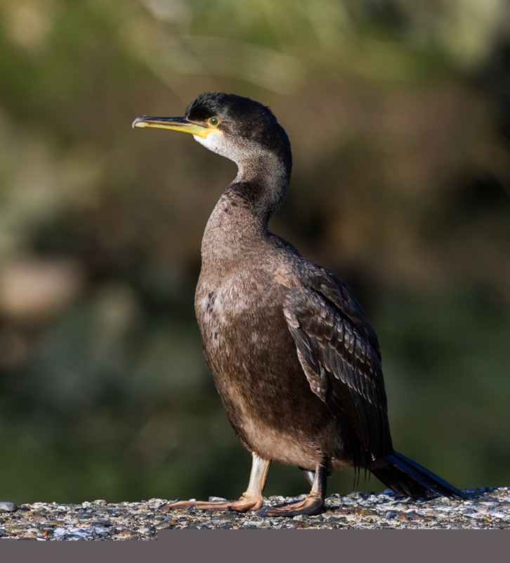 Shag wildlife photography