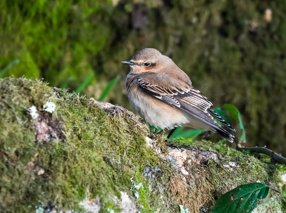Wheatear