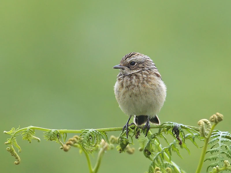 Whinchat