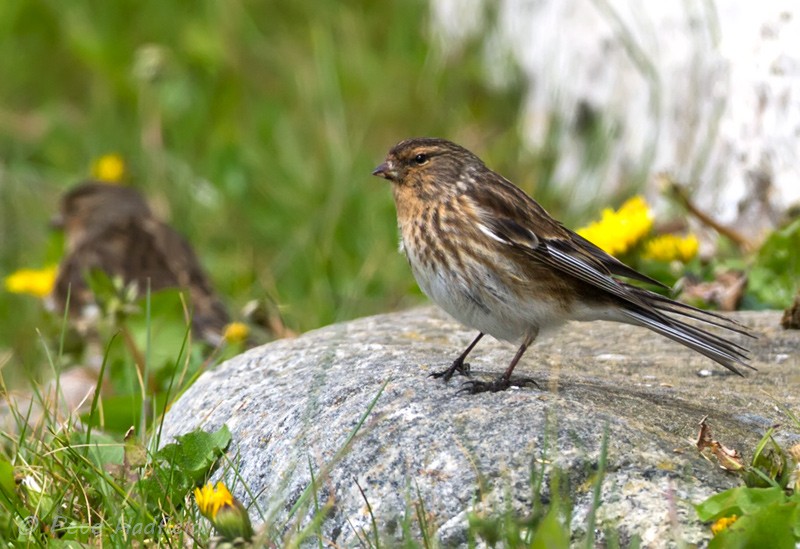 Twite wildlife photography