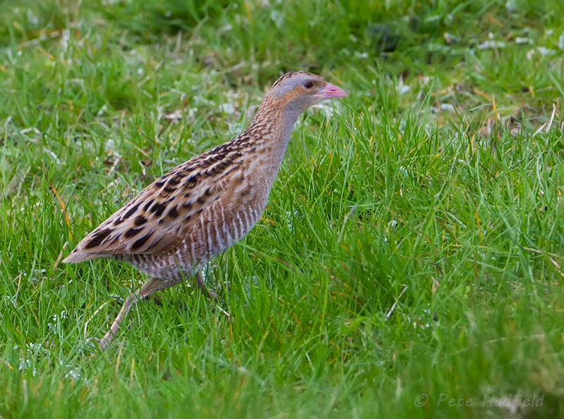 Corncrake