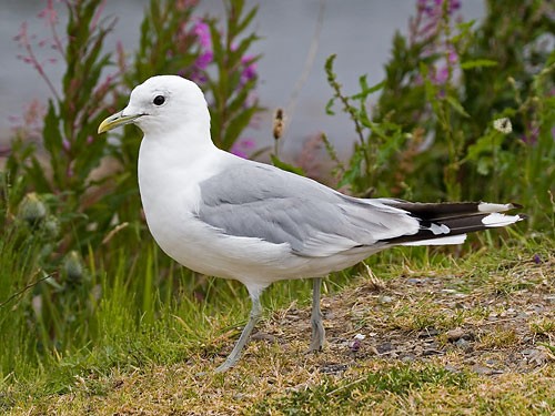 Common Gull wildlife photography