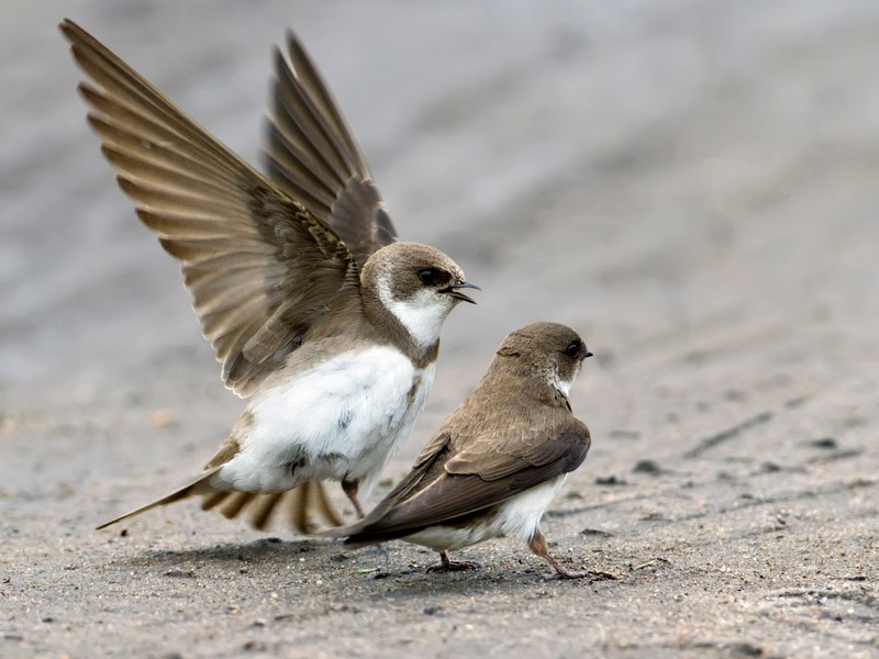 Sand Martin wildlife photography