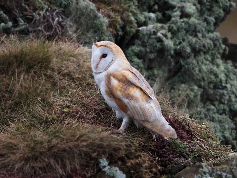 Barn Owl