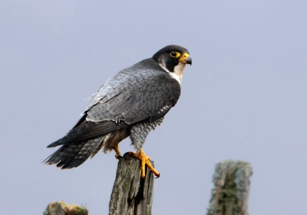 Peregrine