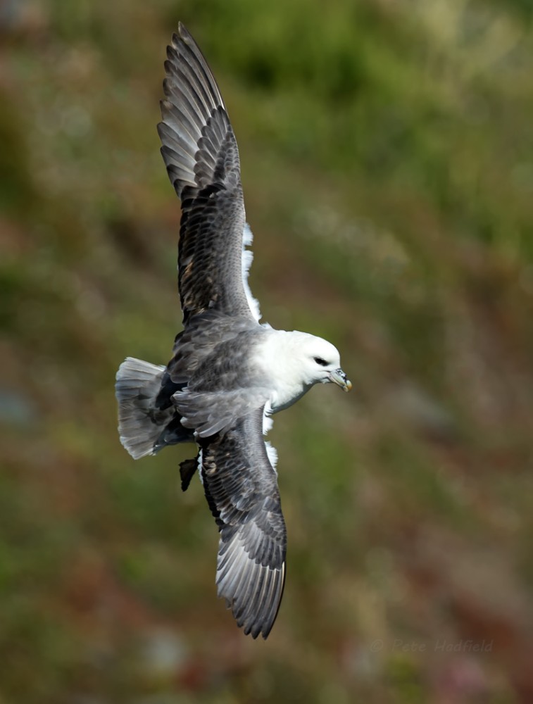 Fulmar wildlife photography