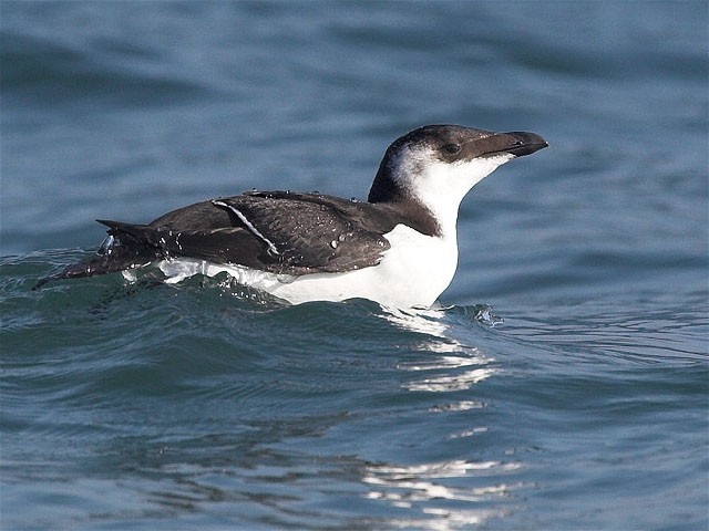 Razorbill wildlife photography