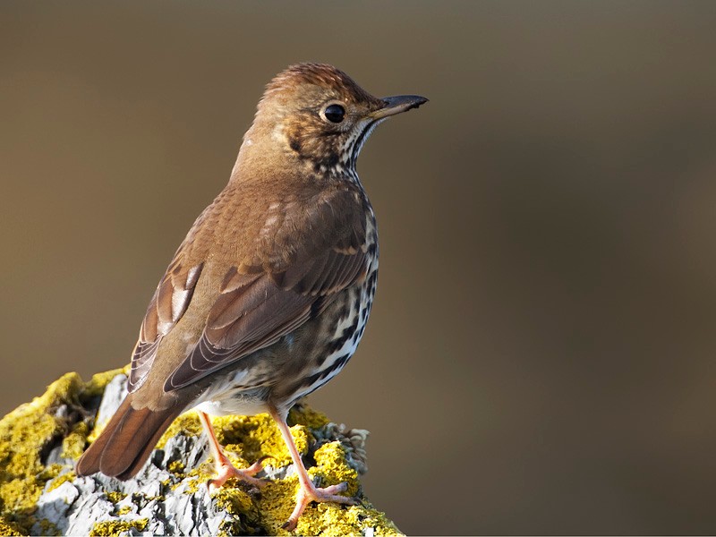 Song Thrush wildlife photography