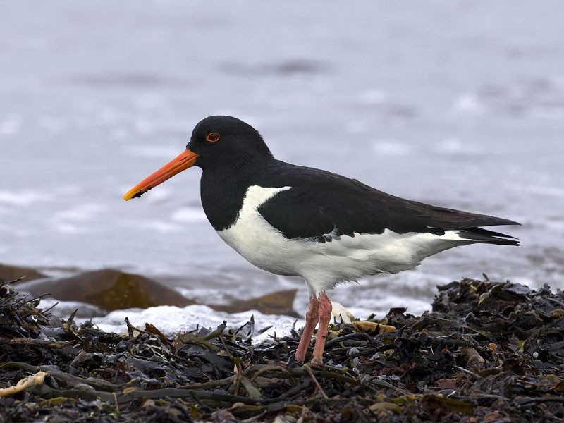 Oystercatcher wildlife photography