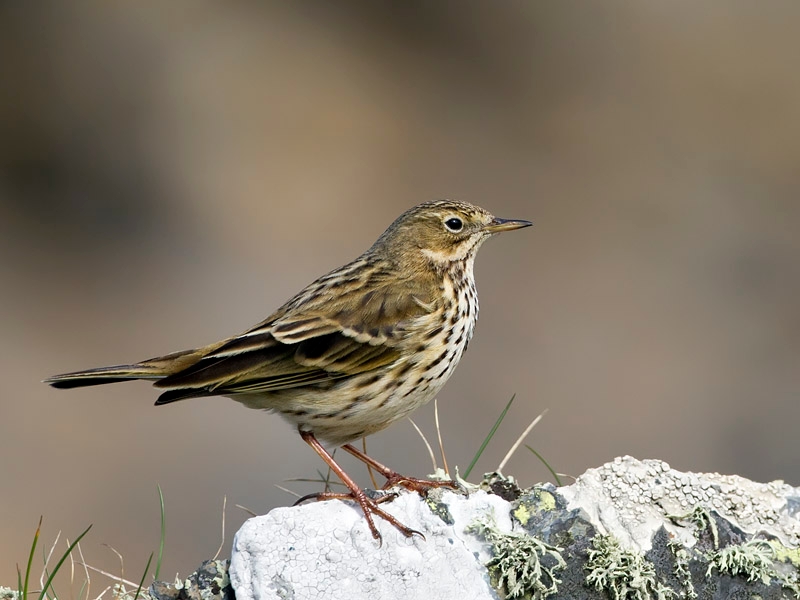 Meadow Pipit