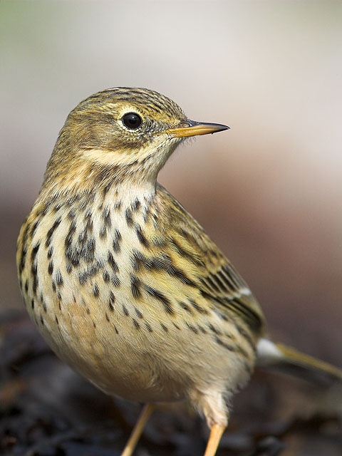 Meadow Pipit