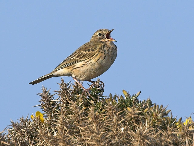 Meadow Pipit
