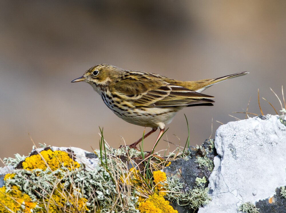 Meadow Pipit wildlife photography