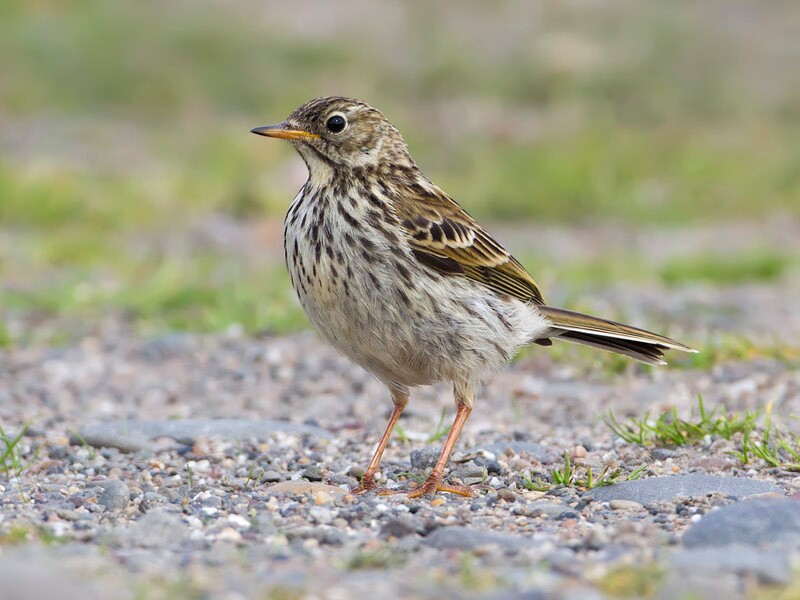 Meadow Pipit wildlife photography