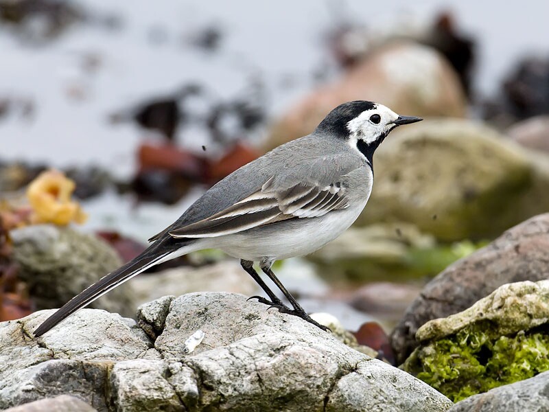 Pied Wagtail wildlife photography