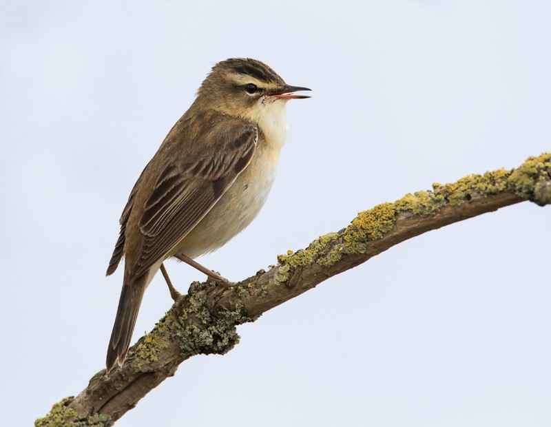 Sedge Warbler wildlife photography