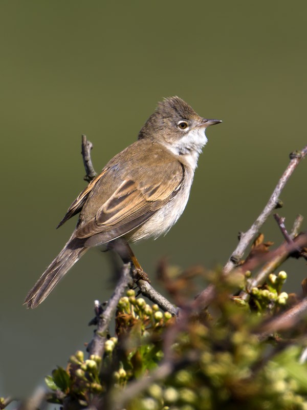 Whitethroat wildlife photography