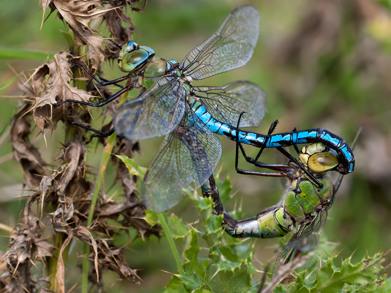 Emperor Dragonfly