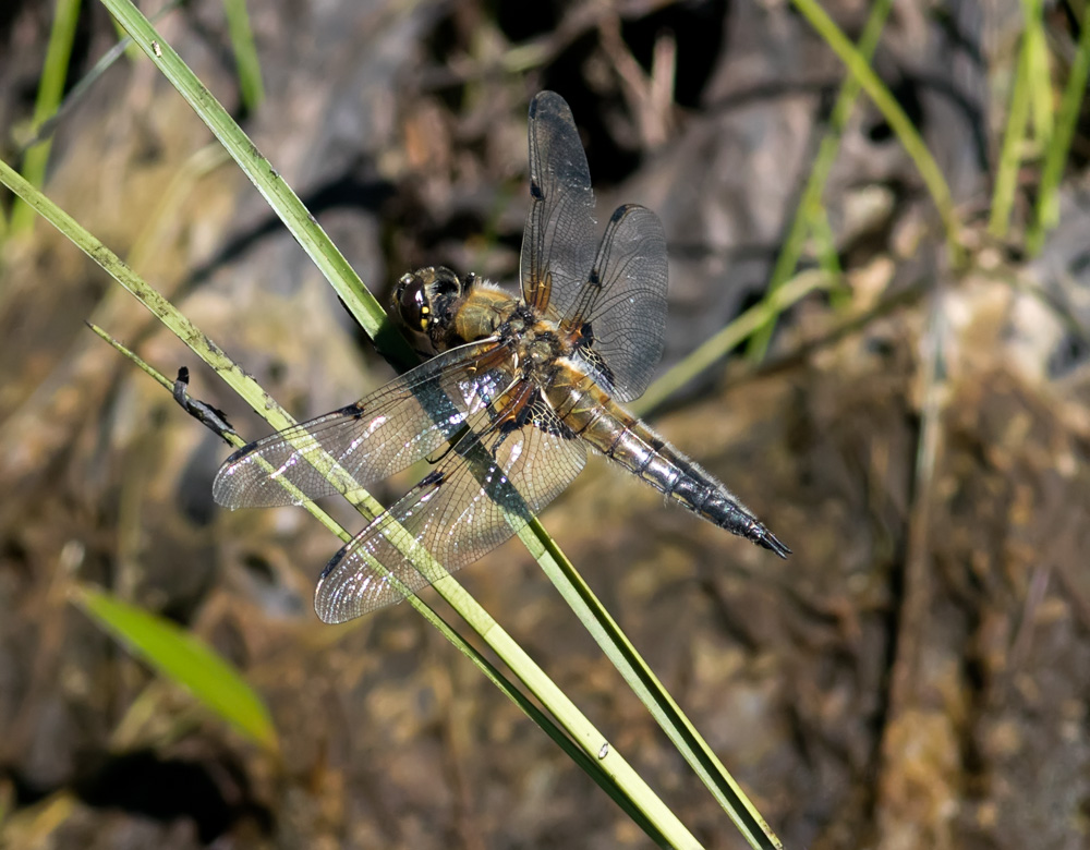 Four Spotted Chaser