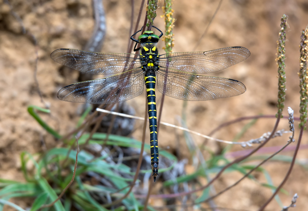Golden Ringed Dragonfly