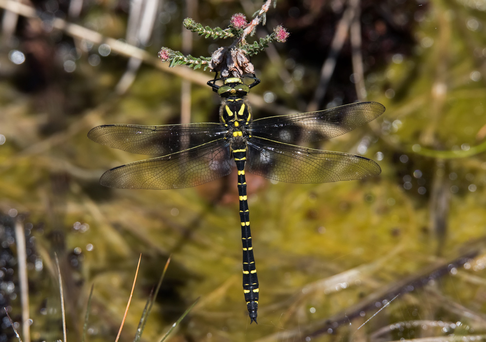 Golden Ringed Dragonfly